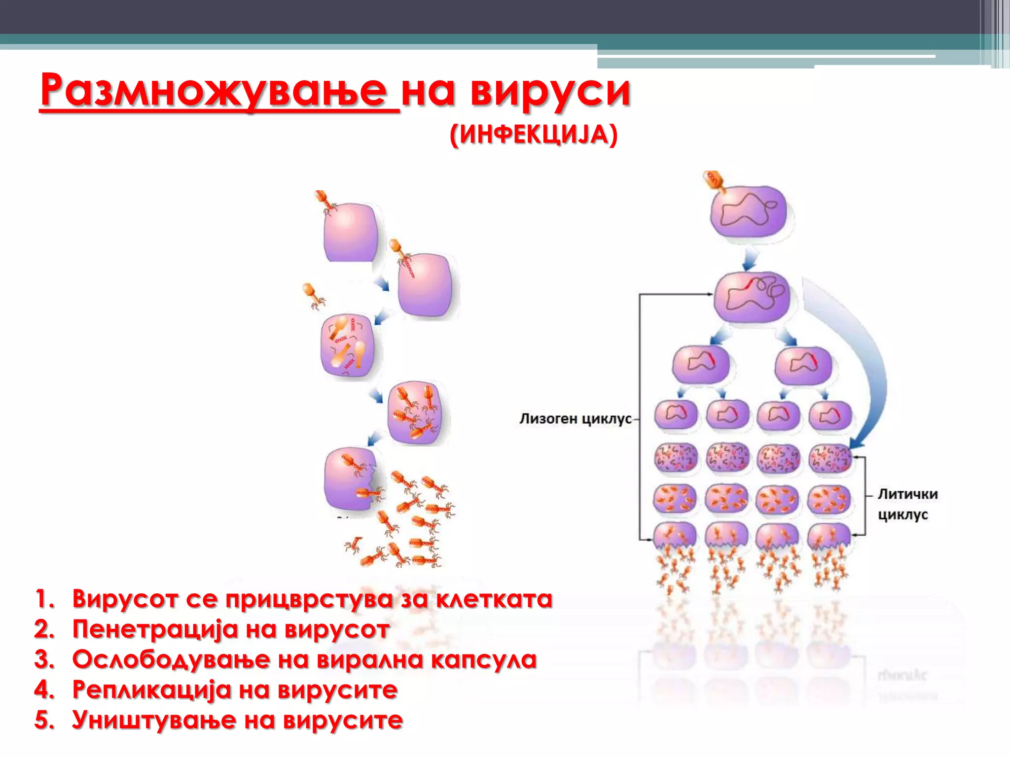 Virusi prezentacija | PPTX
