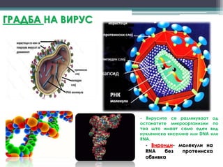Virusi prezentacija | PPTX