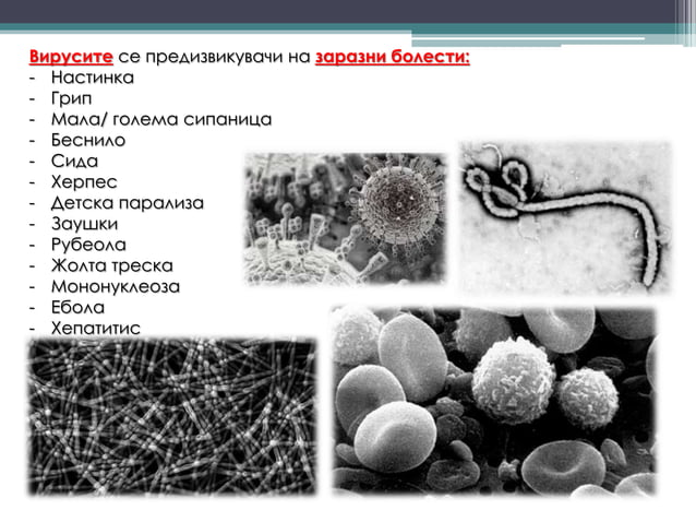 Virusi prezentacija | PPTX