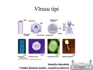 Virusi, bakterijas un arheji | PDF