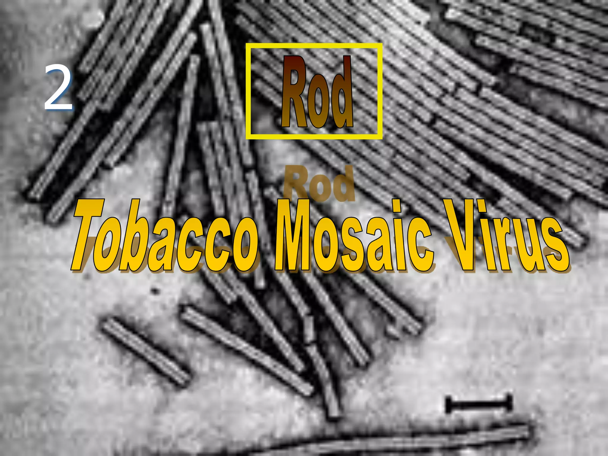 Virus Identification Visual Quiz, Viruses, Types of Viruses Biology ...