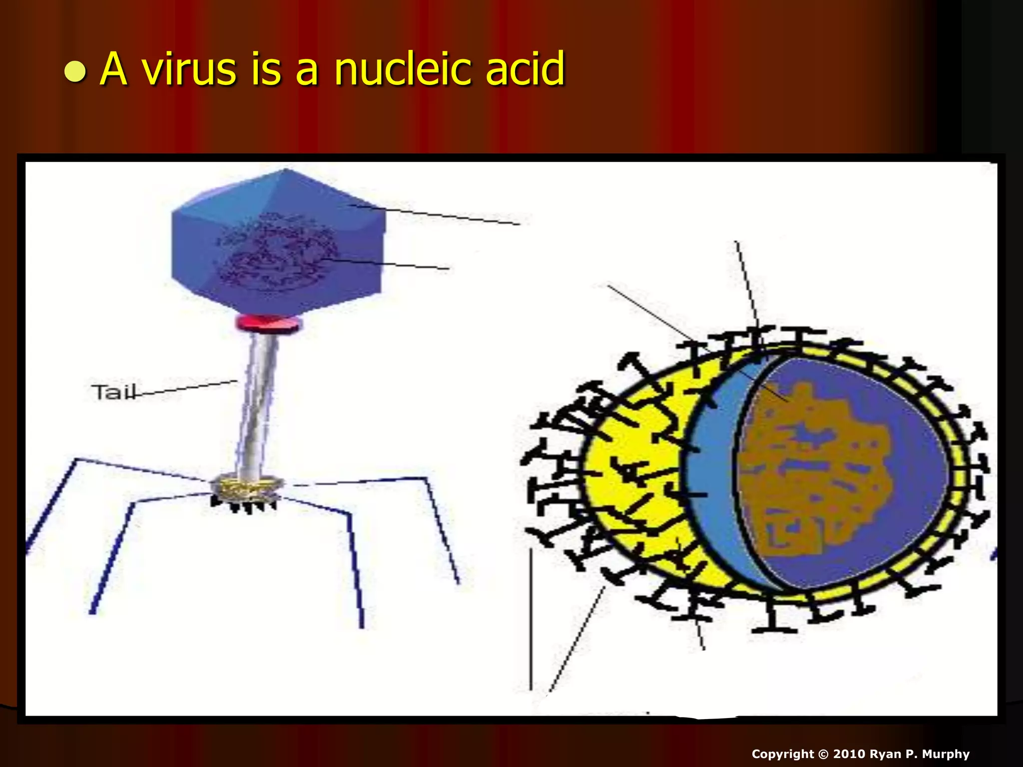 Virus Identification Visual Quiz, Viruses, Types of Viruses Biology ...