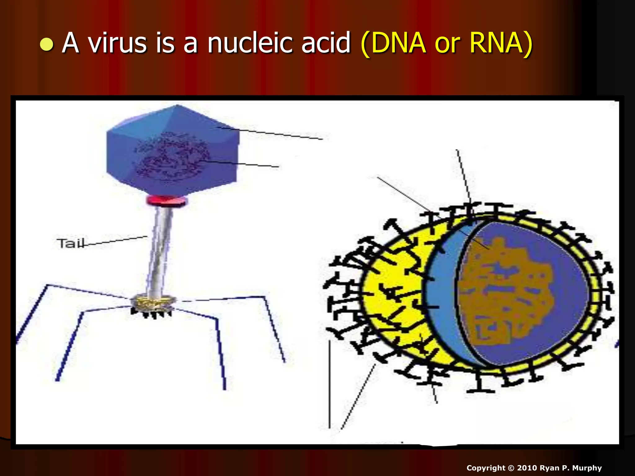 Virus Identification Visual Quiz, Viruses, Types of Viruses Biology ...