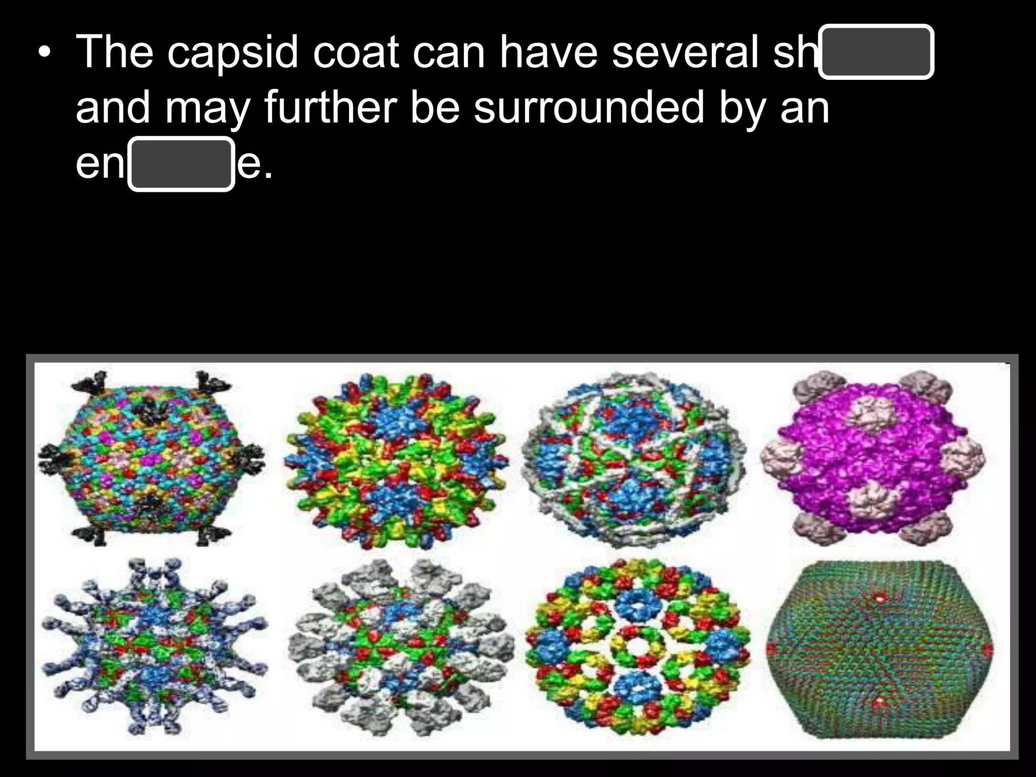 Virus Identification Visual Quiz, Viruses, Types of Viruses Biology ...