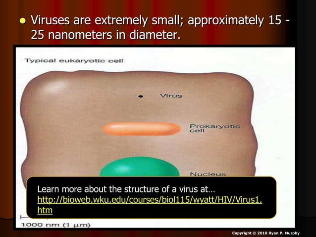 Virus Identification Visual Quiz, Viruses, Types of Viruses Biology ...