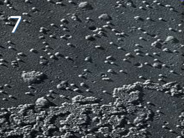 Virus Identification Visual Quiz, Viruses, Types of Viruses Biology ...