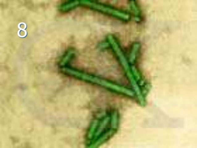 Virus Identification Visual Quiz, Viruses, Types of Viruses Biology ...