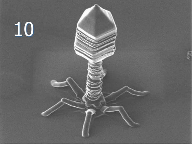 Virus Identification Visual Quiz, Viruses, Types of Viruses Biology ...