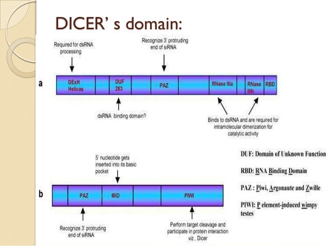 Virus induced gene silencing
