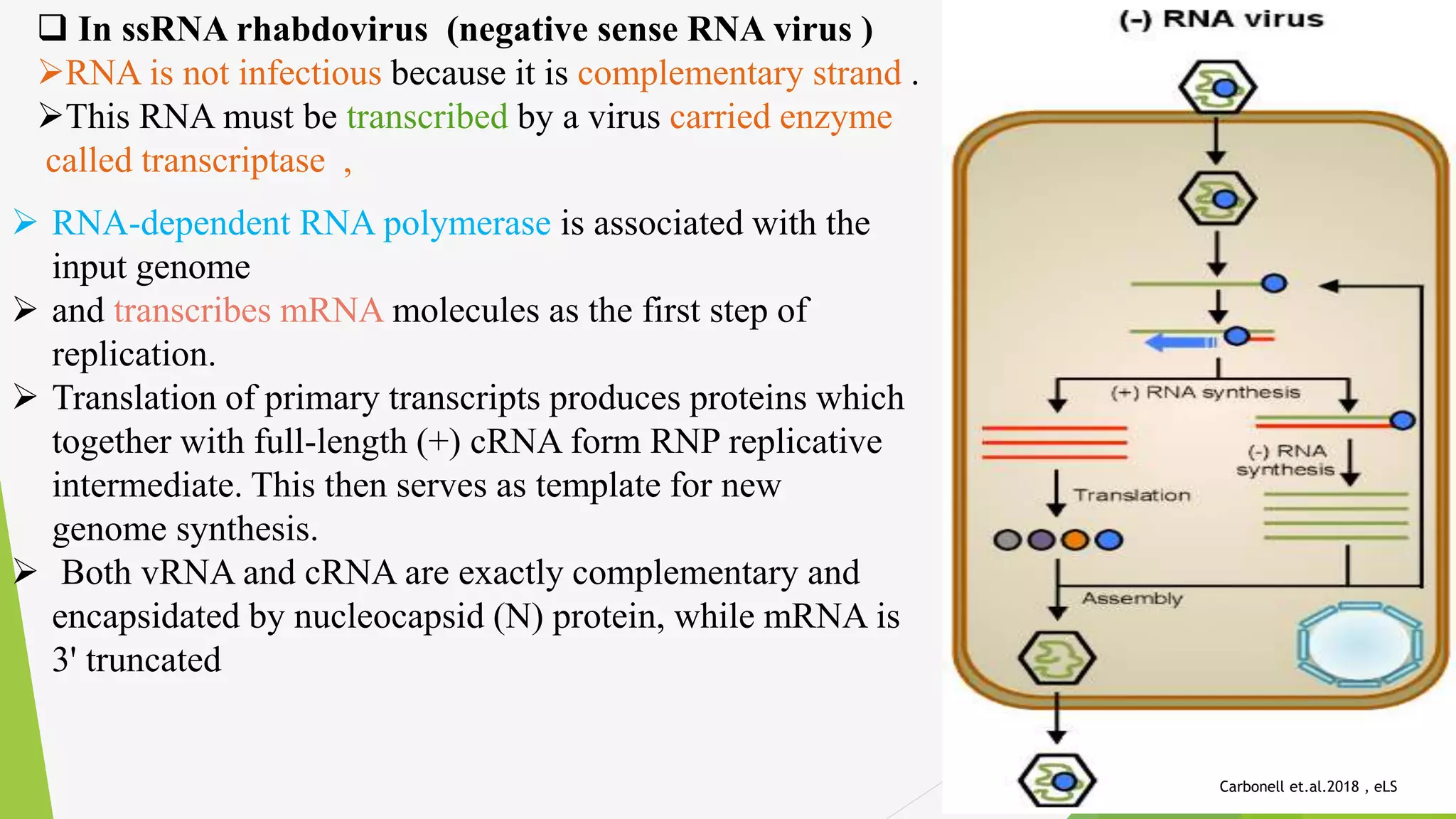 Virus infection and virus synthesis | PPTX