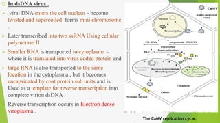 Virus infection and virus synthesis | PPTX