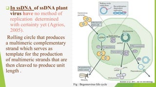 Virus infection and virus synthesis | PPTX