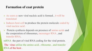 Virus infection and virus synthesis | PPTX