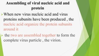 Virus infection and virus synthesis | PPTX
