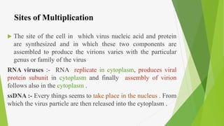 Virus infection and virus synthesis | PPTX