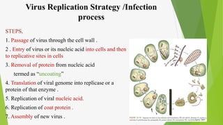 Virus infection and virus synthesis | PPTX