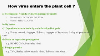 Virus infection and virus synthesis | PPTX