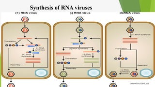 Virus infection and virus synthesis | PPTX