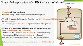 Virus infection and virus synthesis | PPTX