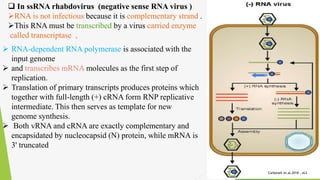 Virus infection and virus synthesis | PPTX