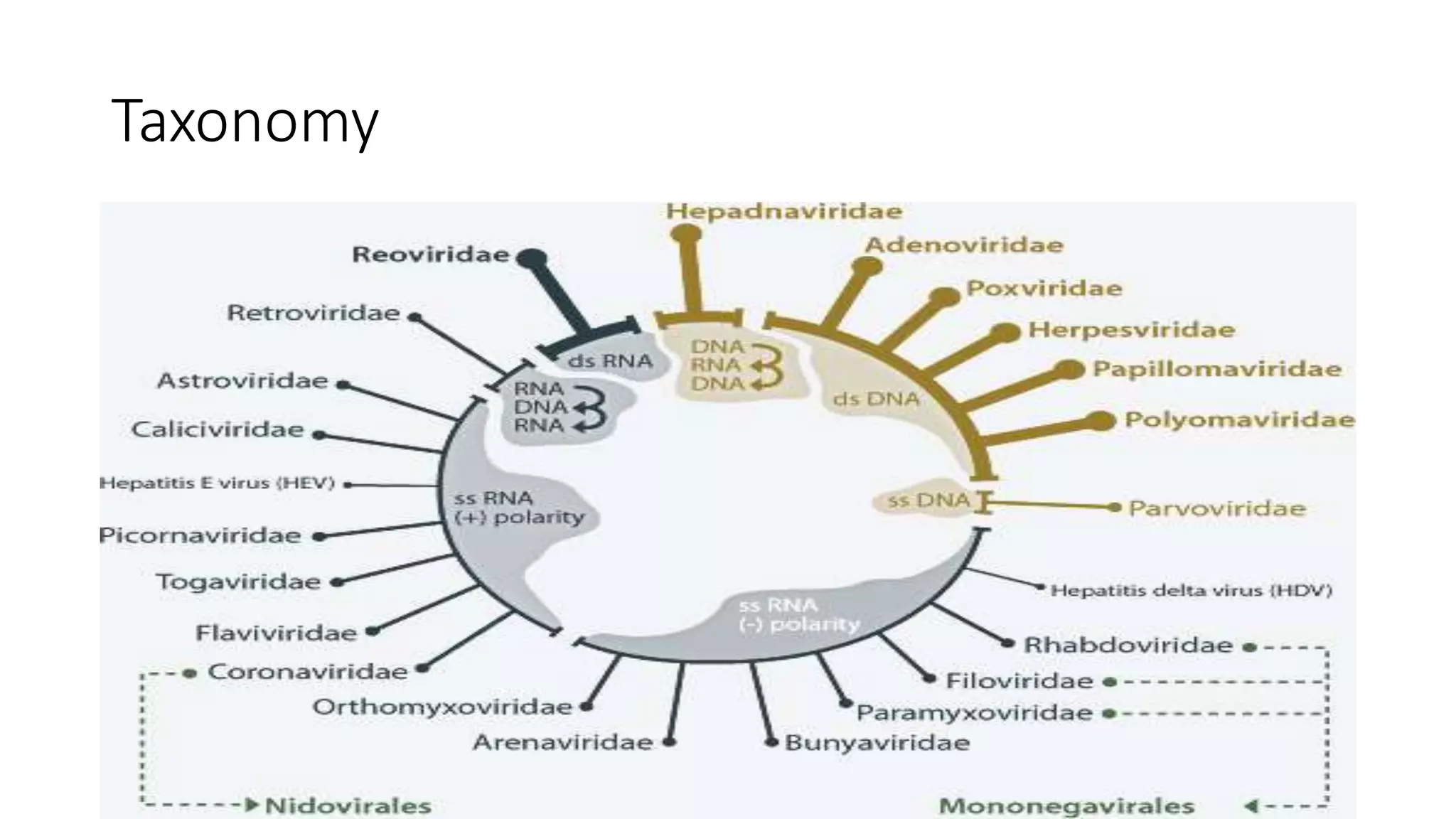 Virus, its types, classification and replication of virus | PPT
