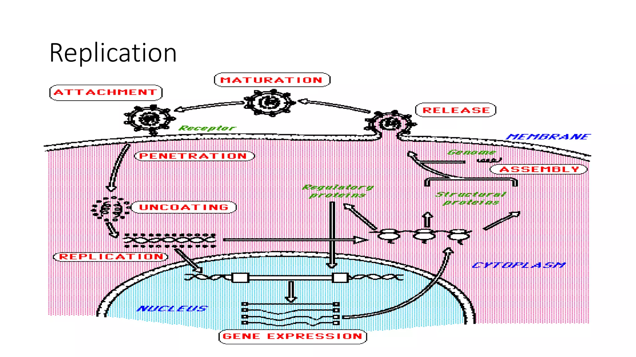 Virus, its types, classification and replication of virus | PPT