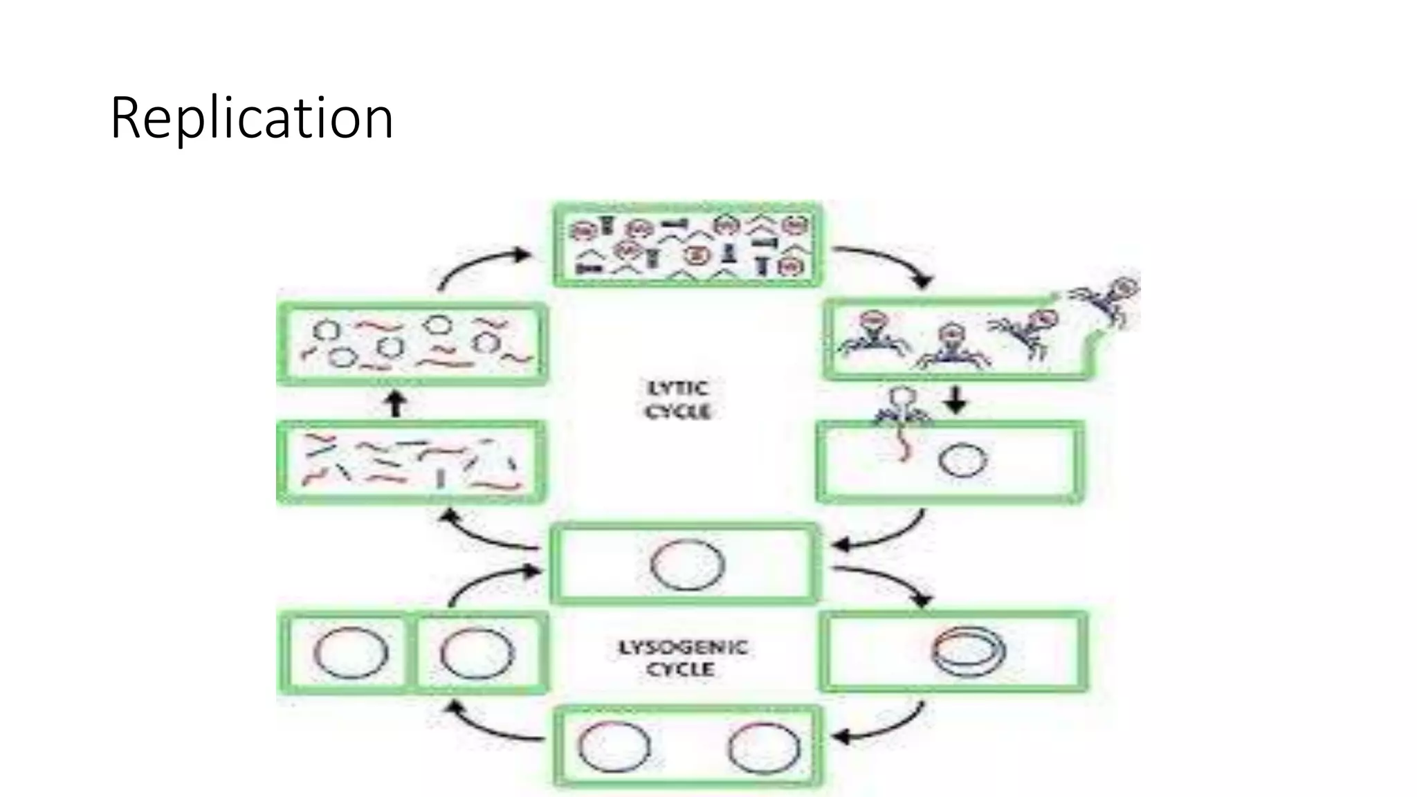 Virus, its types, classification and replication of virus | PPT