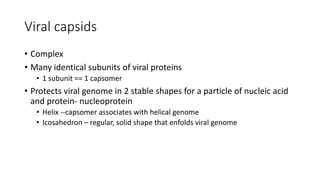 Virus, its types, classification and replication of virus | PPT