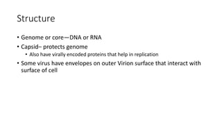 Virus, its types, classification and replication of virus | PPT