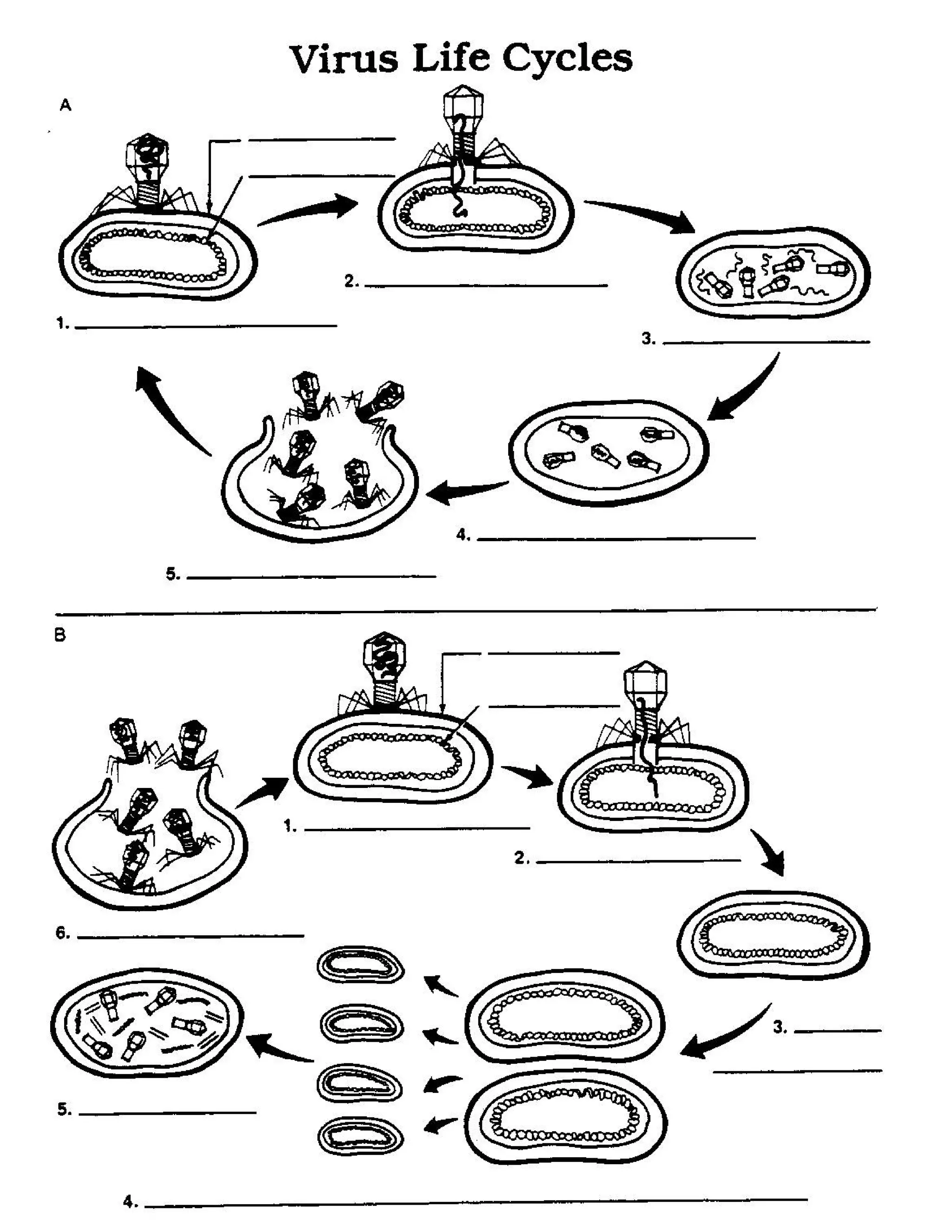 Virus life cycles worksheet diagram | DOC | Biological Sciences | Science