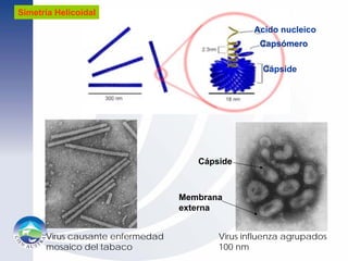 Virus marinos y su impacto como patógenos en el ambiente acuático. | PDF