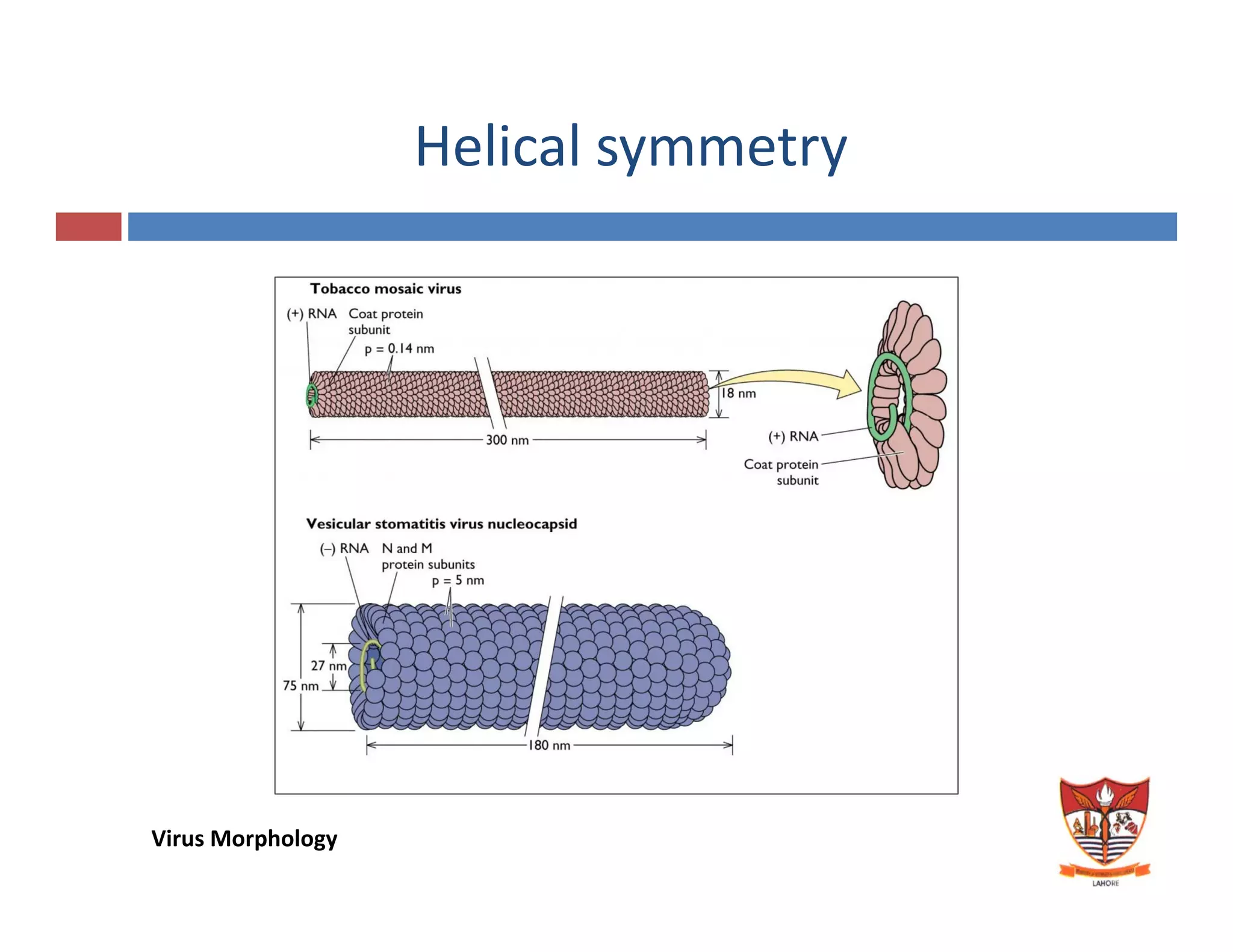 Virus morphology | PDF