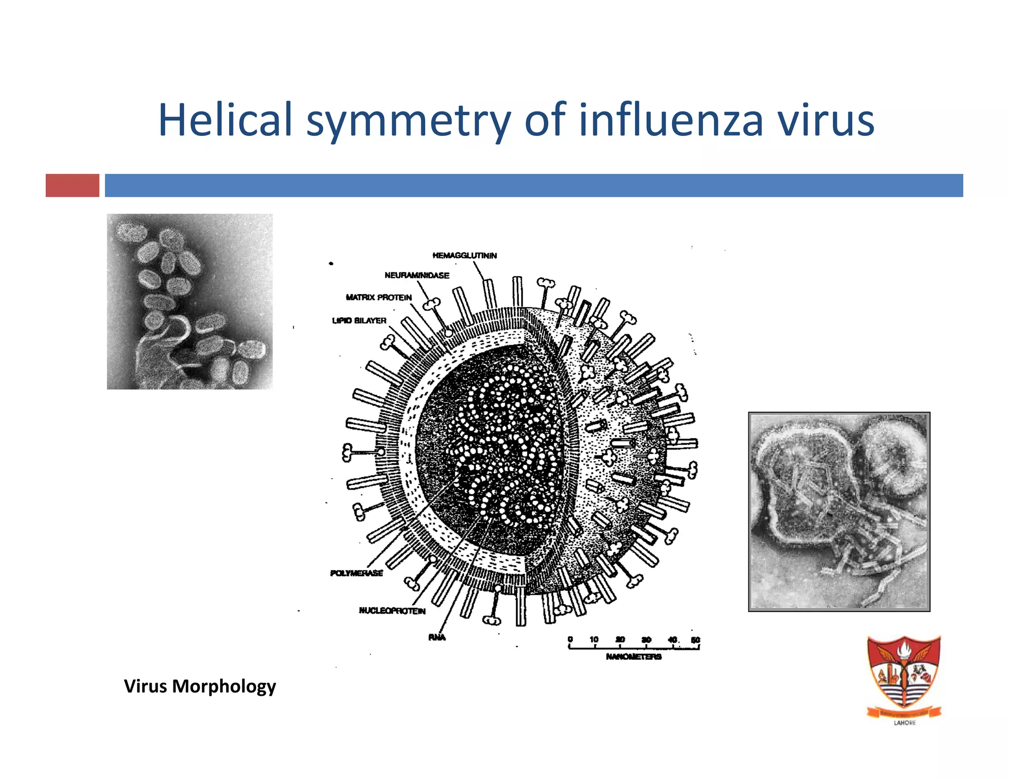 Virus morphology | PDF