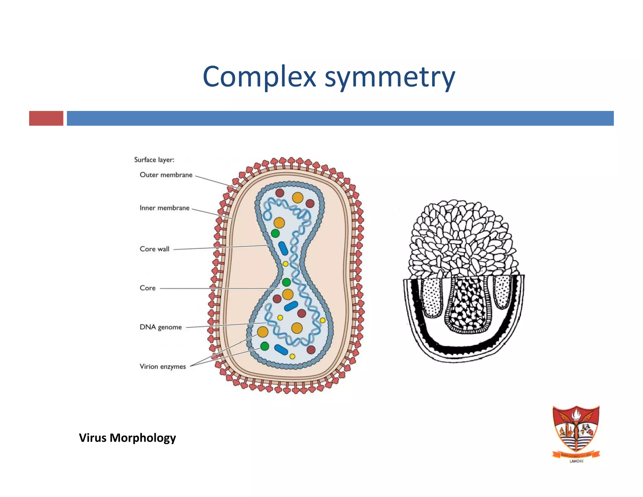 Virus morphology | PDF