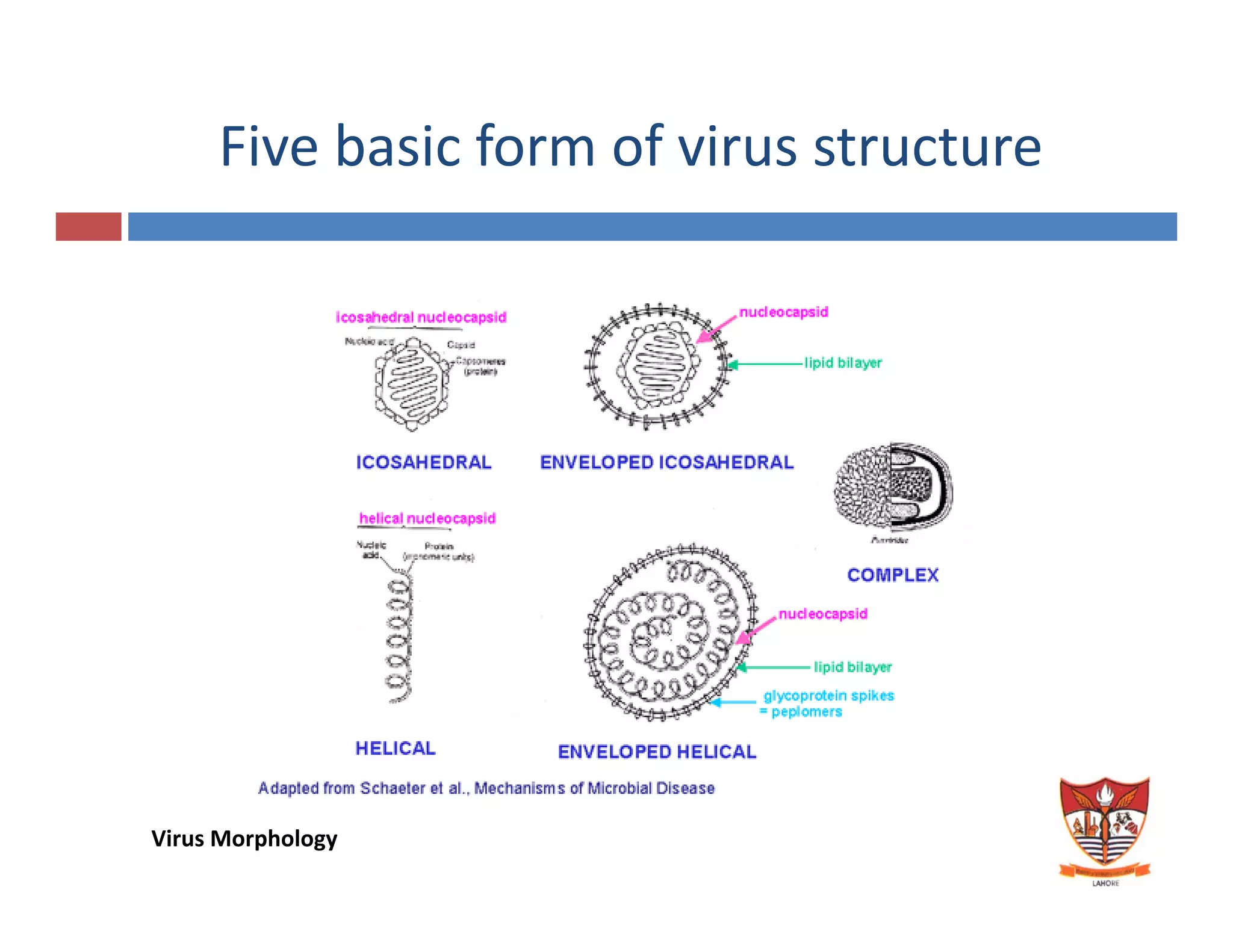 Virus morphology | PPT