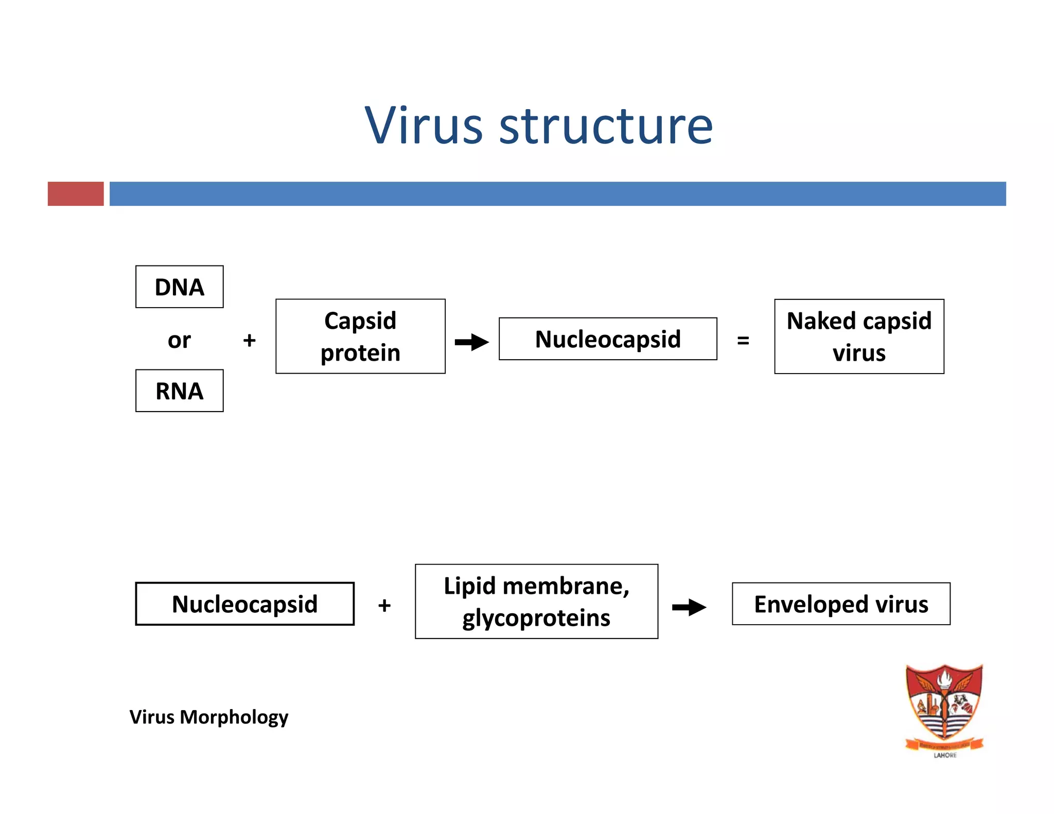 Virus morphology | PPT