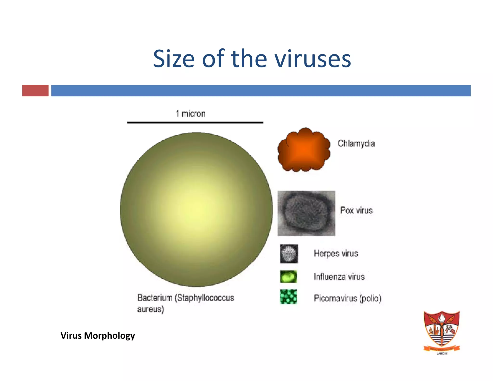 Virus morphology | PPT