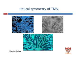 Virus morphology | PDF