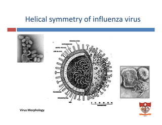 Virus morphology | PDF