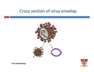Virus morphology | PPT
