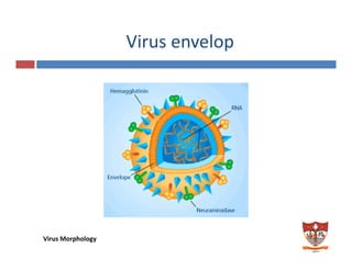 Virus morphology | PPT