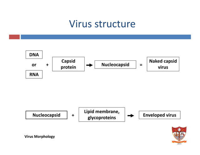 Virus morphology | PPT