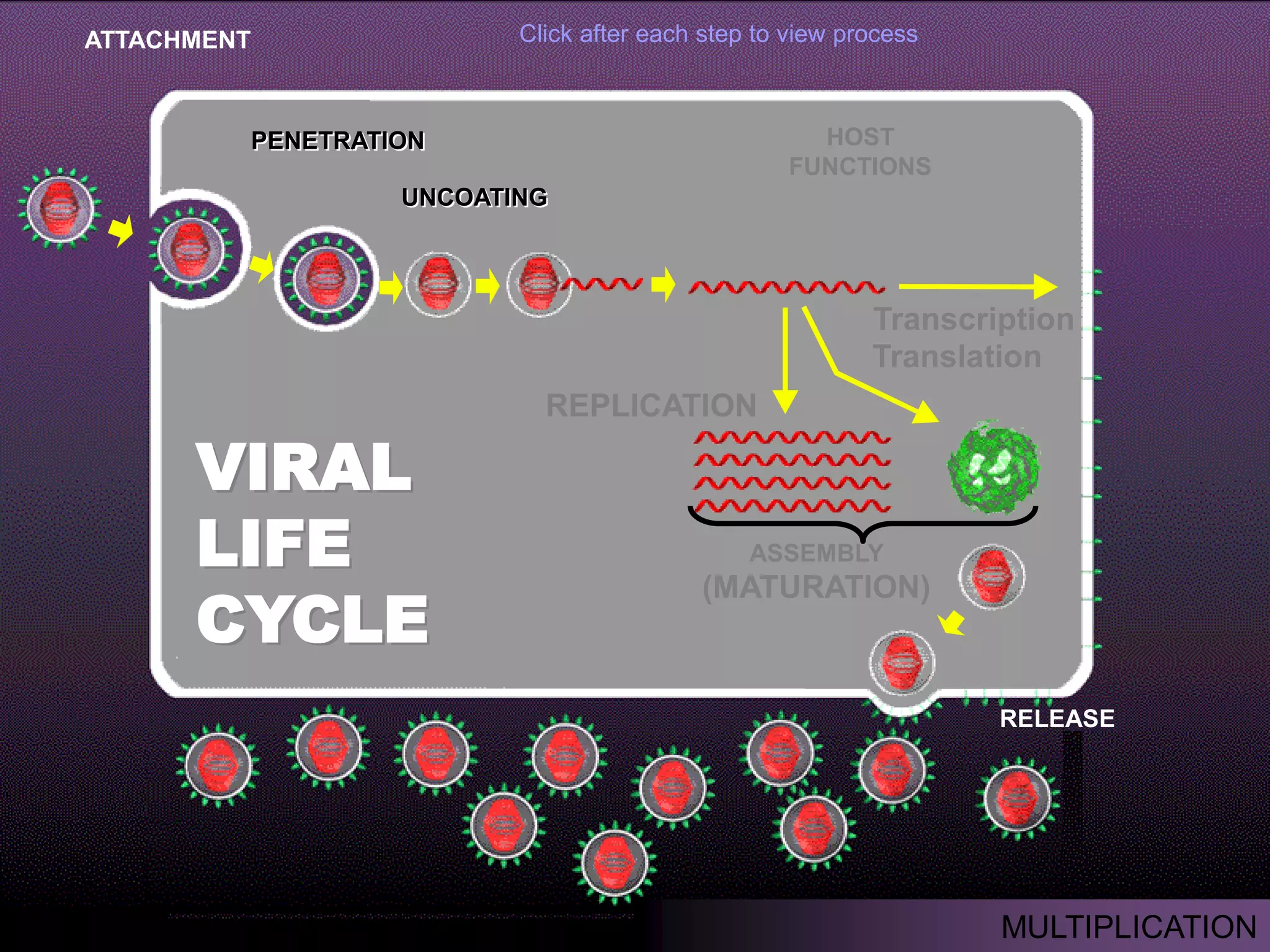 virus multipication diagram.pdf