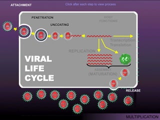virus multipication strategies.pdf