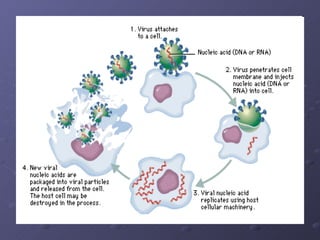 Virus multiplication cycle | PPT