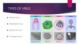 Virus nomenclature classification and properties | PPTX