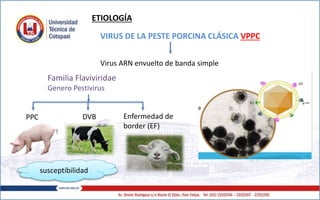 Virus que afectan a los cerdos | PPTX