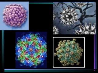 Virusppt | PPT | Infectious Diseases | Diseases and Conditions