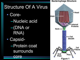 Virusppt | PPT | Infectious Diseases | Diseases and Conditions
