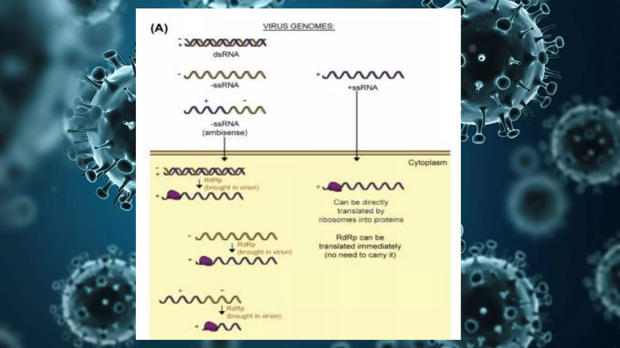 replication of RNA viruses with diagrams | PPTX